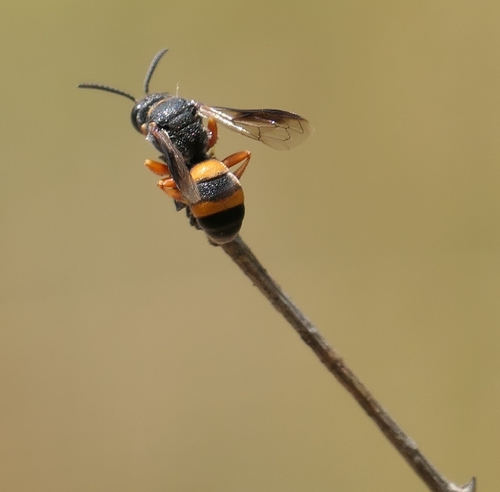 Austrogorytes tarsatus · iNaturalist