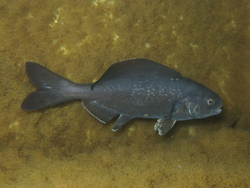 Rudderfish (Centrolophus niger) · iNaturalist