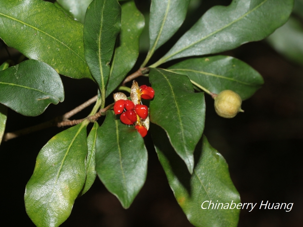 (Pittosporum illicioides) - Botanical Realm