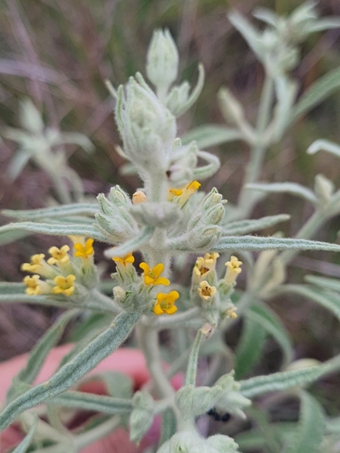 Buddleja grandiflora · NaturaLista Colombia