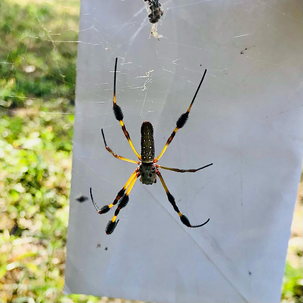 Golden Silk Spider from Safety Harbor on December 17, 2021 at 01:26 PM ...