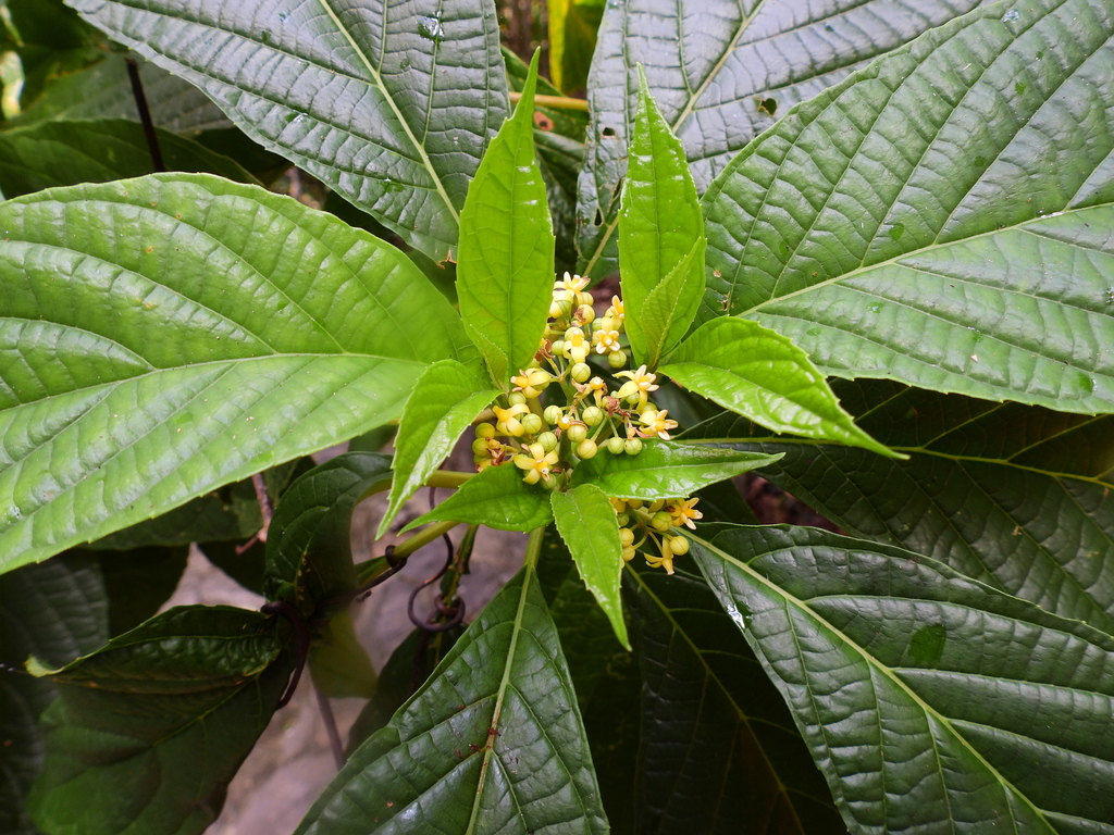 Native Hydrangea from Kuranda QLD 4881, Australia on December 18, 2021 ...