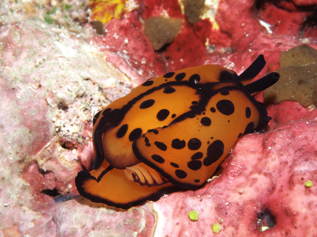 Marten's Sidegill Slug (Southern African Sea Slugs - Nudibranchs (and ...