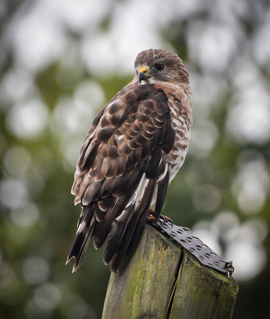 Broad-winged Hawk from Facatativá, Cundinamarca, Colombia on December ...