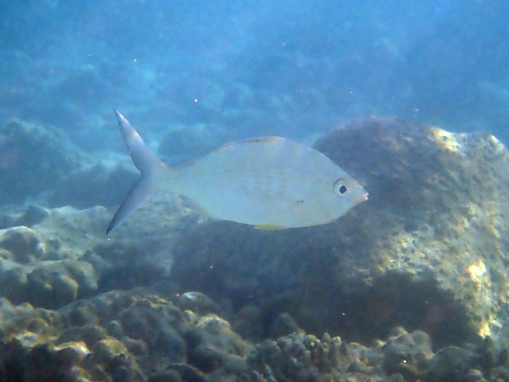 Gerres longirostris (Lacepède, 1801)