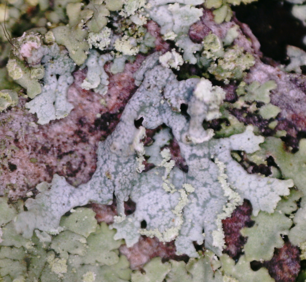 Powder-tipped Rosette Lichen from I, Turku, Suomi on December 18, 2021 ...