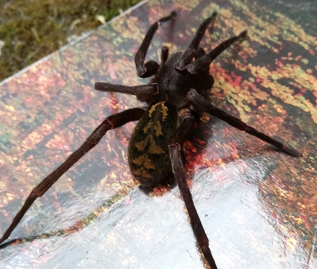 Tropical Wandering Spiders from San José, Pérez Zeledón, Costa Rica on ...