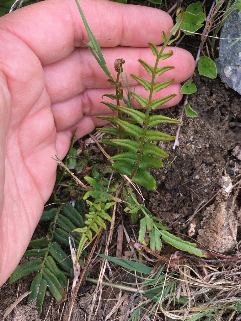 ladder fern from San Diego Bay, San Diego, CA, US on April 29, 2018 at ...