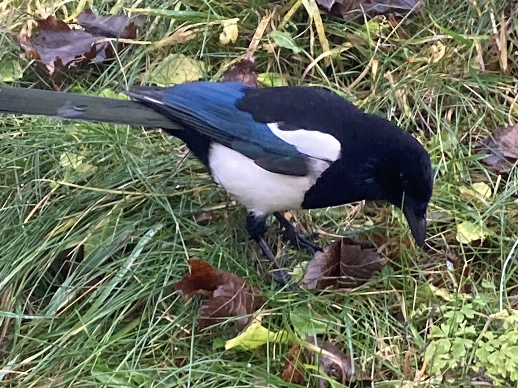 Eurasian Magpie from Kastellet, Copenhagen, Capital Region, DK on ...