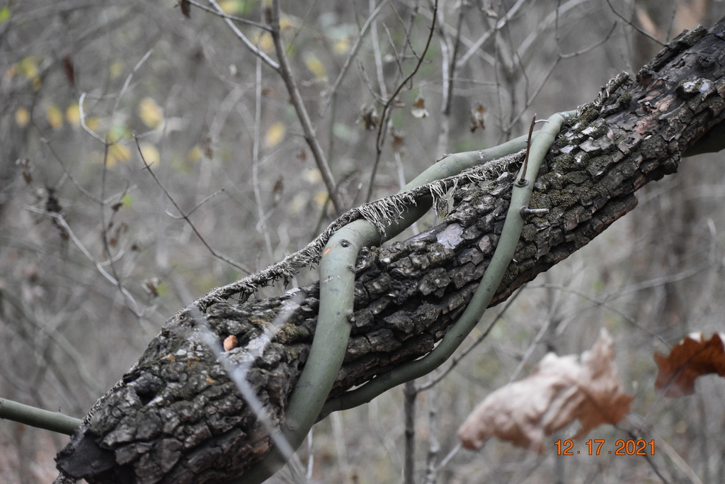 Supplejack from 8000 McKinney Rd, Frisco, TX 75034, USA on December 17 ...