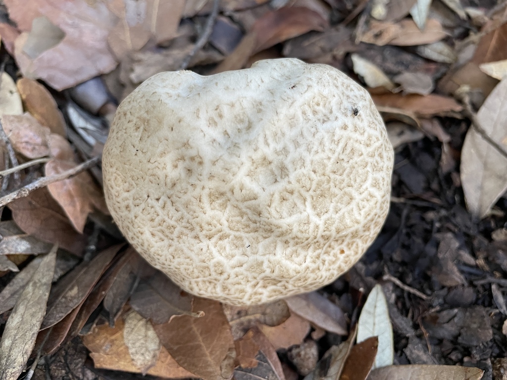 Brain puffball from Santa Cruz County, AZ, USA on August 1, 2021 at 09: ...