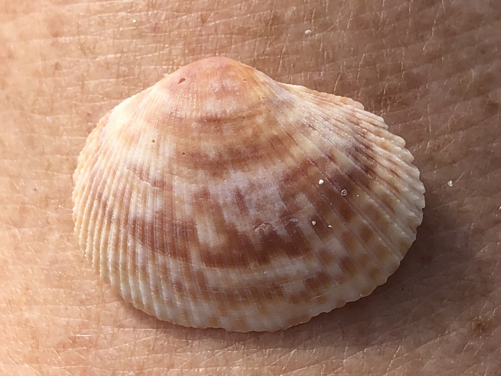 Broad Paper Cockle (North carolina marine molluscs) · iNaturalist