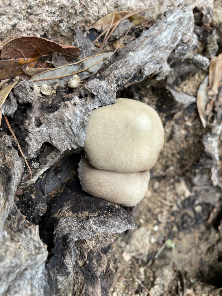 Candolleomyces in August 2021 by Jonathan Frank · iNaturalist