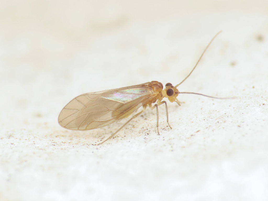 Lizard Barklice from 67100 Bazzano, Province of L'Aquila, Italy on ...