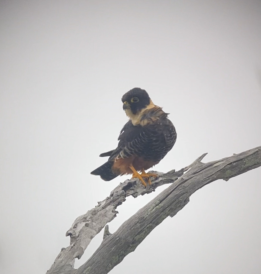 Bat Falcon from Wildlife Dr, Alamo, TX, US on December 18, 2021 at 11: ...