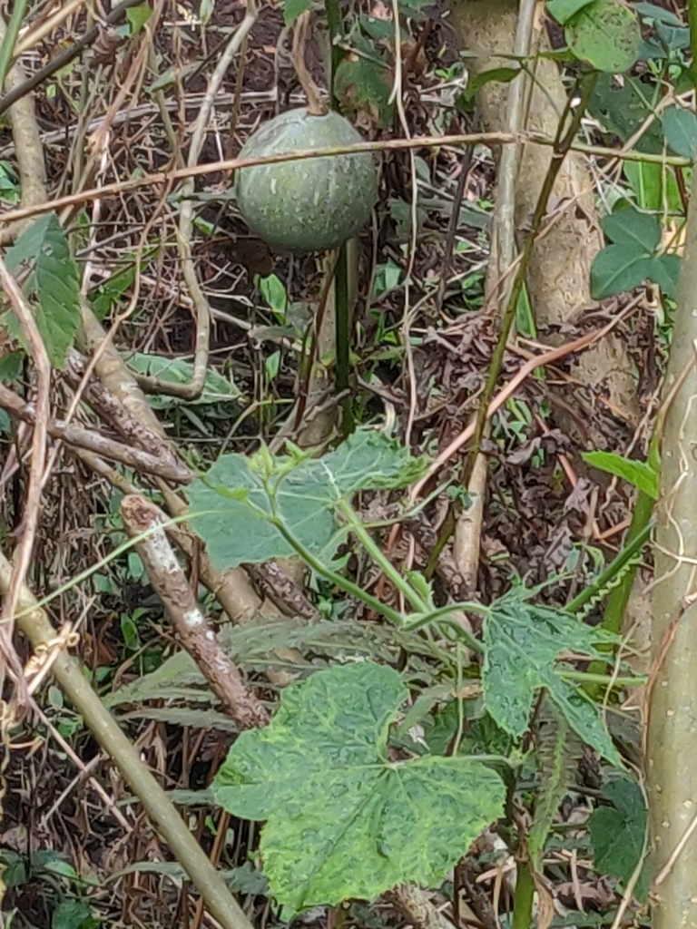 Okeechobee gourd from Casselberry, FL 32708, USA on December 18, 2021 ...