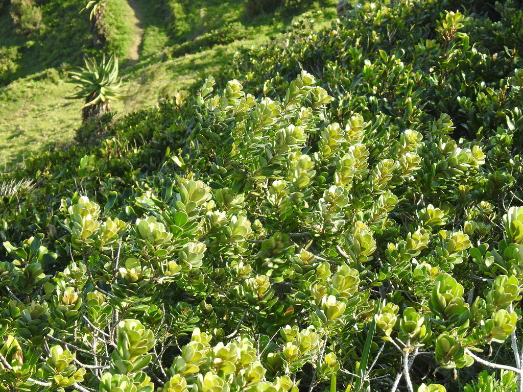 dicots from Mqaleni, South Africa on December 18, 2021 at 04:18 PM by ...