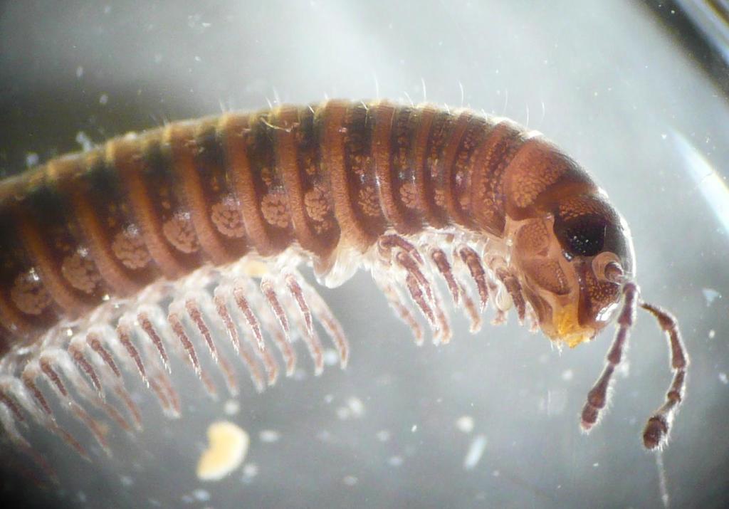 Julus scandinavius from Moelyci Farm, Tregarth on December 14, 2021 at ...