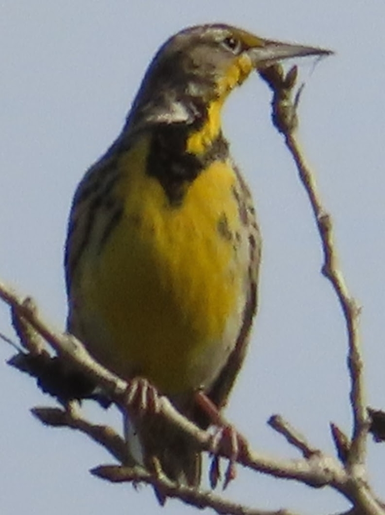 Western Meadowlark from West Sacramento, CA, USA on December 11, 2021 ...