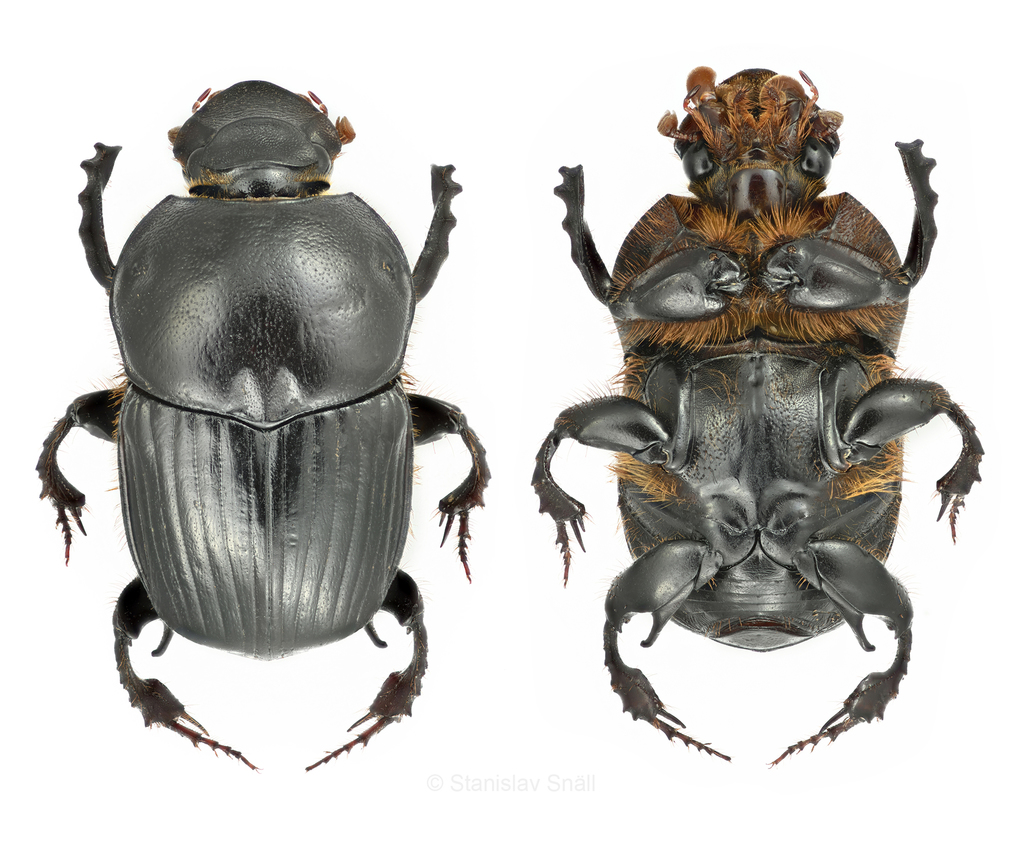 Onitis uncinatus from ZA, Mpumalanga pr., Phabeni on January 14, 2007 ...