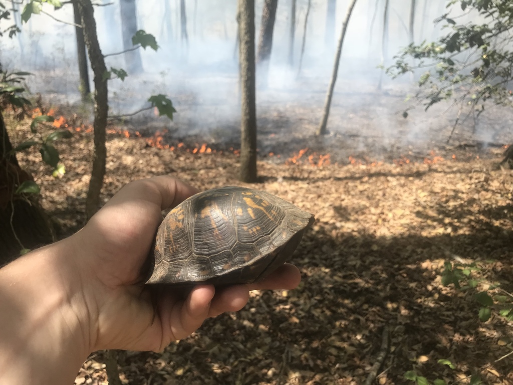 Eastern Box Turtle in May 2018 by Michael Ellis. Rescuing turtles from ...