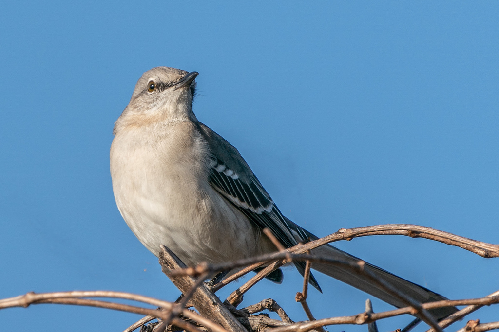 Northern Mockingbird from Chesterfield County, VA, USA on December 16 ...