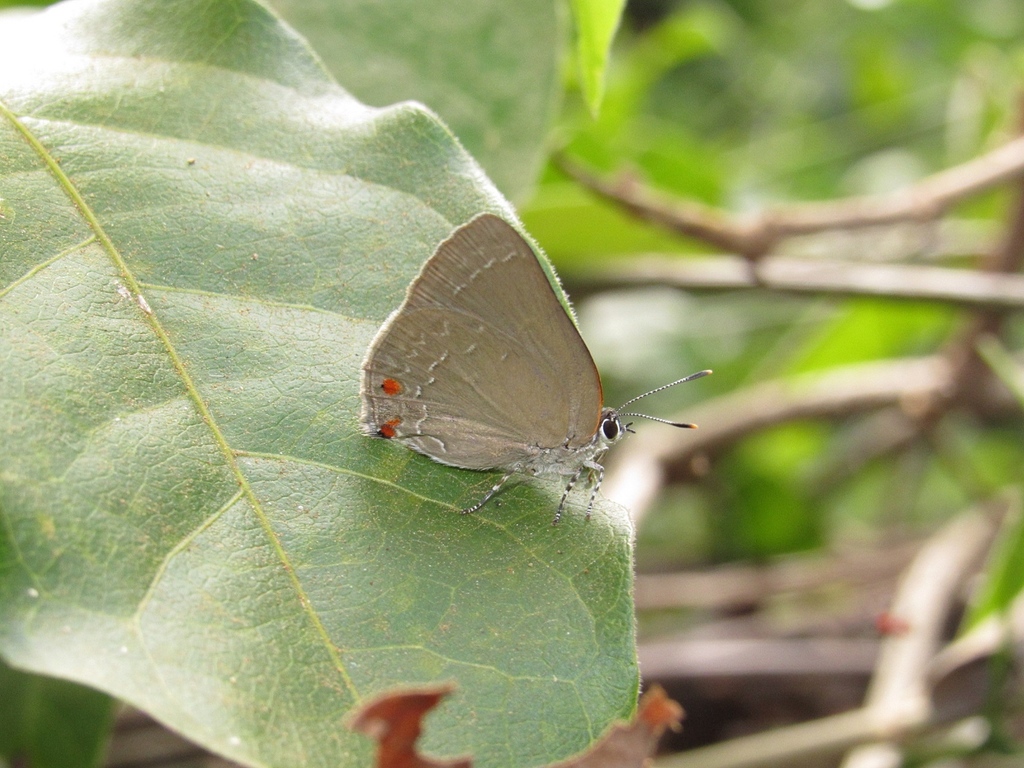 Ignata brasiliensis from Tapejara - PR, 87430-000, Brasil on December ...