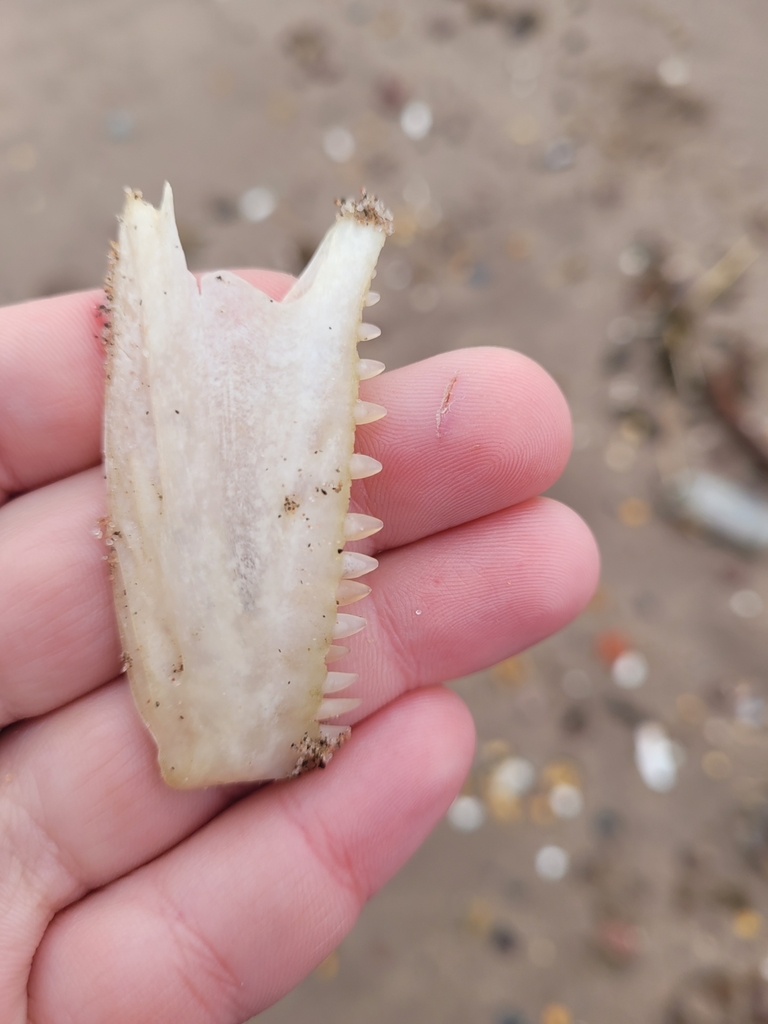 Bluefish from Great Kills, Staten Island, NY, USA on December 18, 2021 ...