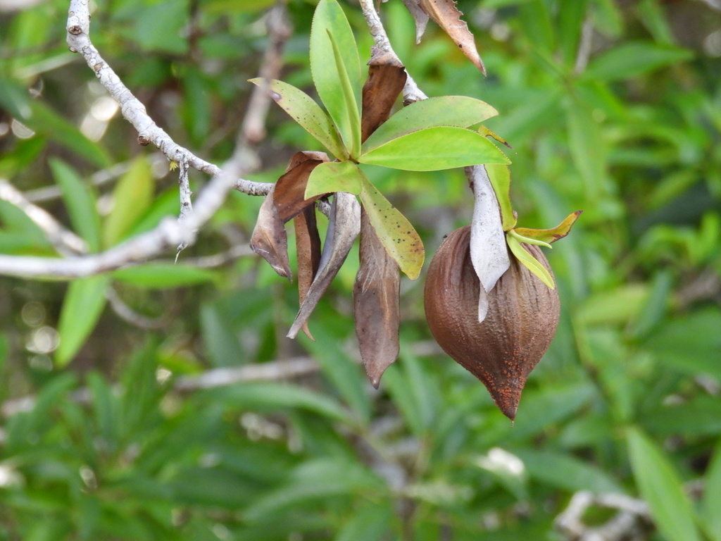 Tea Mangrove in December 2021 by Daniel Petersen · iNaturalist