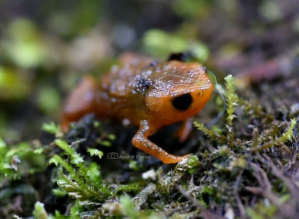 Serra Cantareira Flea Toad from Paranapiacaba, Santo André - SP, Brasil ...