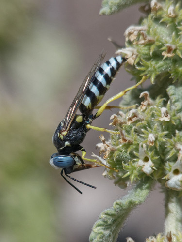 Microbembex patagonica · iNaturalist United Kingdom