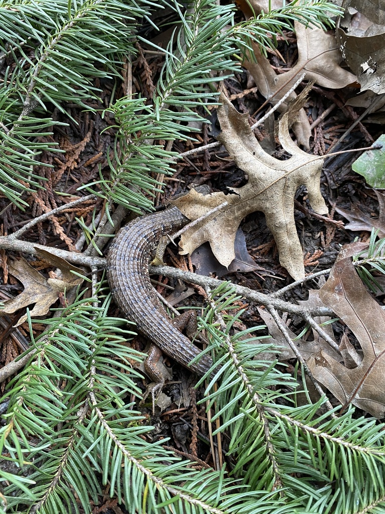 Oregon Alligator Lizard from Reed College, Portland, OR, US on December ...