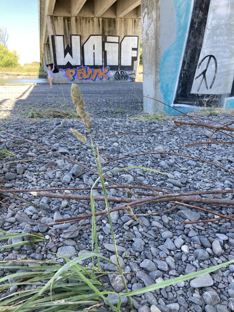orchard grass from Tutaekuri River, Taradale, Hawke's Bay, NZ on ...
