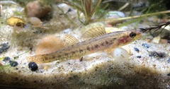 Freshwater Fish of Massachusetts · iNaturalist