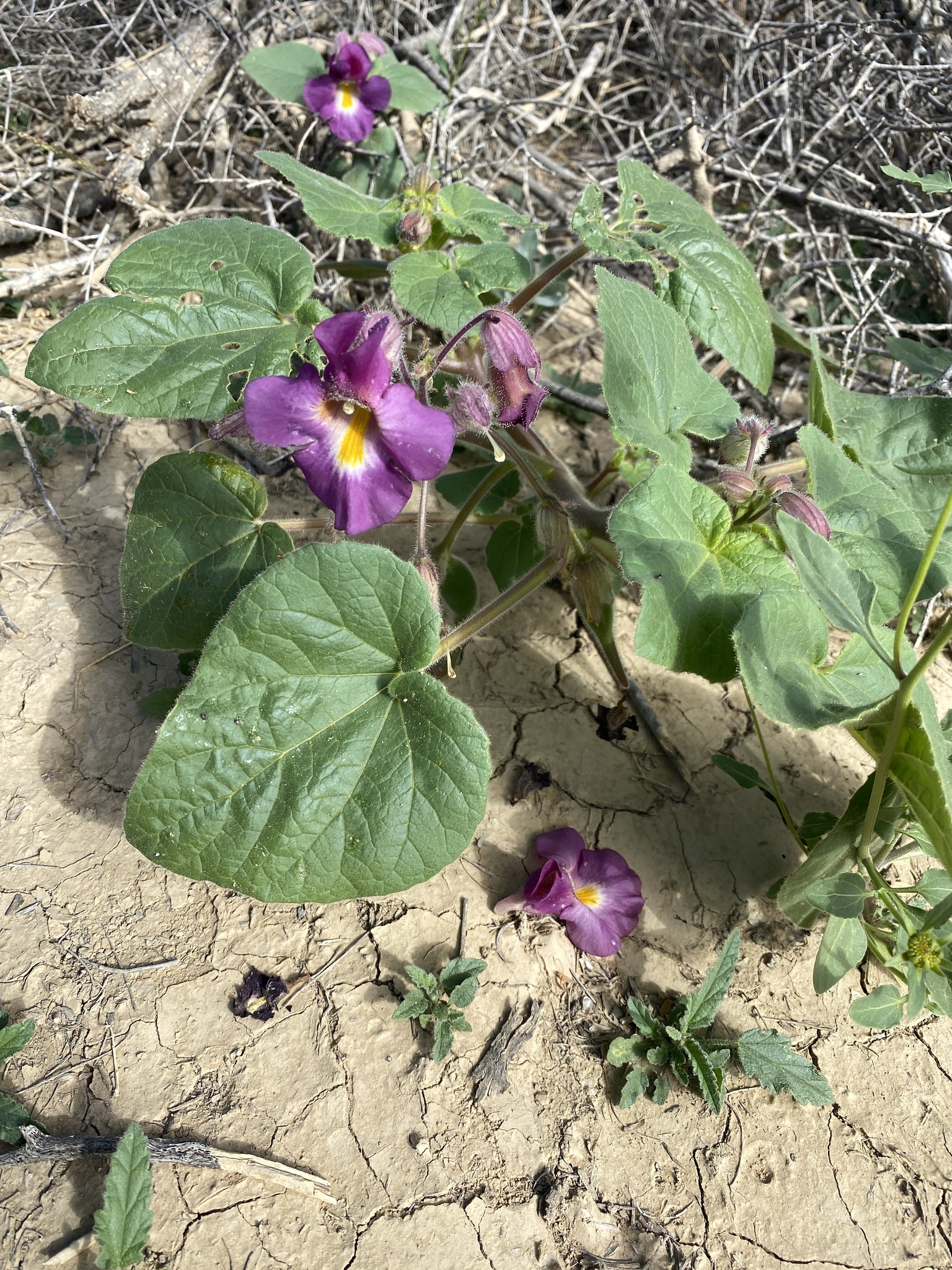 Proboscidea fragrans (Lindl.) Decne.