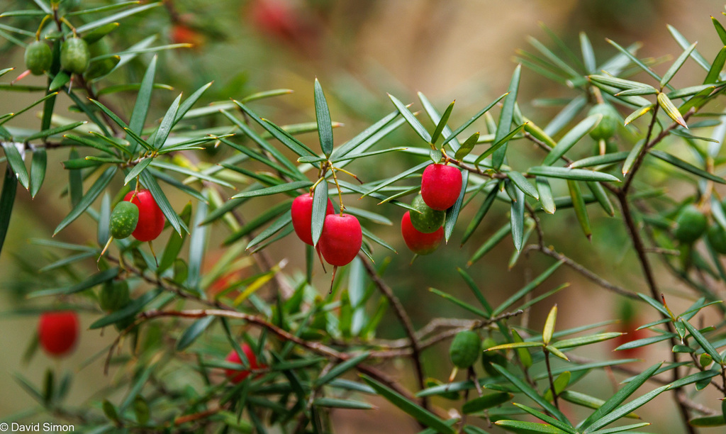 Native Cranberry from Bowen Mountain NSW 2753, Australia on December 17 ...