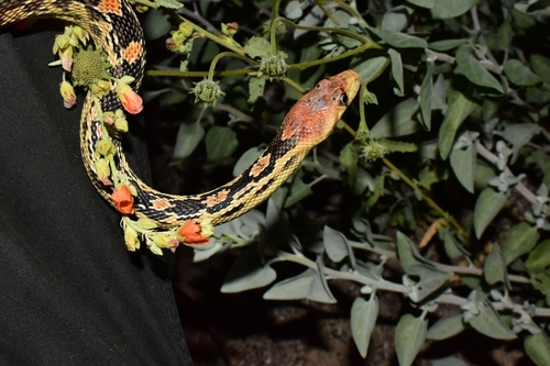 Cape Gopher Snake (Pituophis vertebralis) - Snakes and Lizards