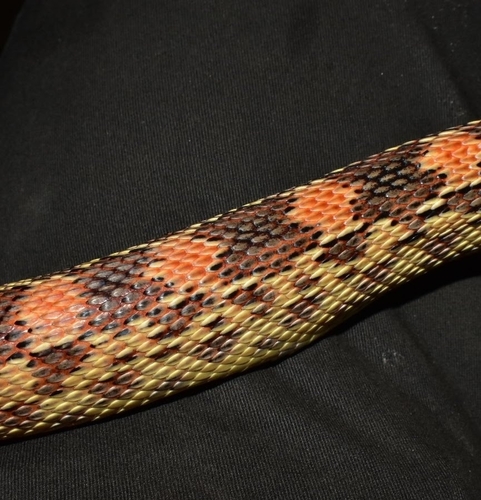 Cape Gopher Snake (Pituophis vertebralis) - Snakes and Lizards