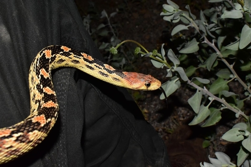 Cape Gopher Snake (Pituophis vertebralis) - Snakes and Lizards