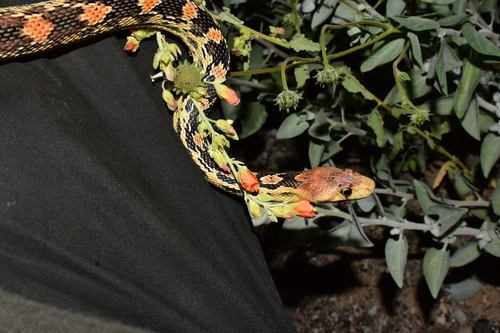 Cape Gopher Snake (Pituophis vertebralis) - Snakes and Lizards