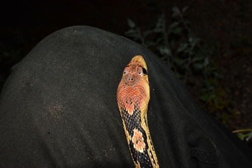 Cape Gopher Snake (Pituophis vertebralis) - Snakes and Lizards