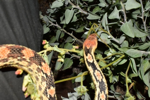 Cape Gopher Snake (Pituophis vertebralis) - Snakes and Lizards