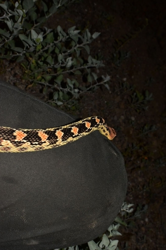 Cape Gopher Snake (Pituophis vertebralis) - Snakes and Lizards
