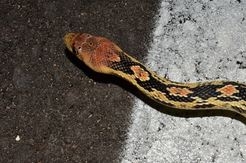 Cape Gopher Snake (Pituophis vertebralis) - Snakes and Lizards