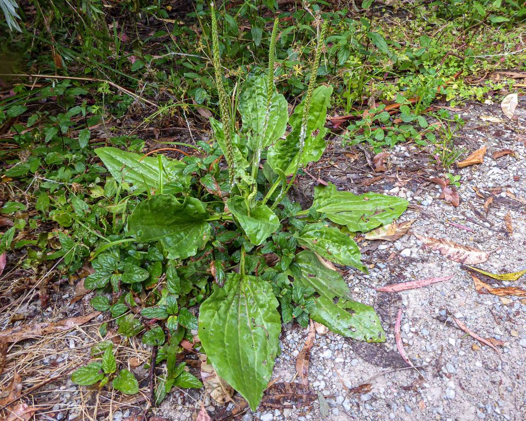 greater plantain from Blackburn VIC 3130, Australia on December 19 ...