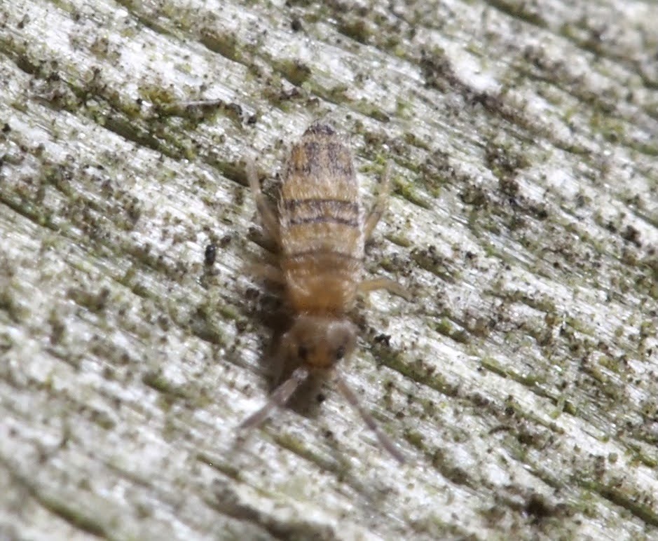 Entomobrya assuta J.W.Folsom, 1924