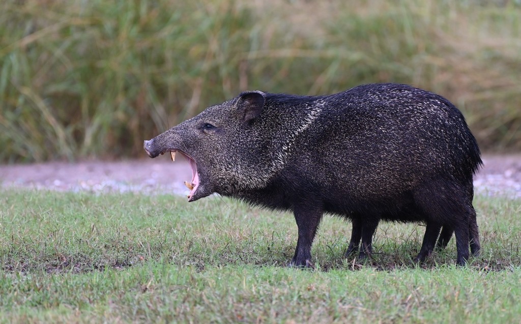 Collared Peccary from Nueces County, TX, USA on December 18, 2021 at 04 ...