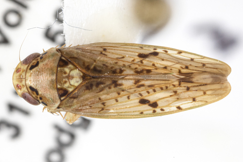 Ponana pamana · iNaturalist