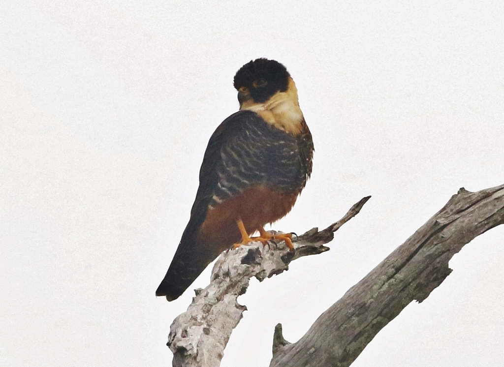 Bat Falcon from Wildlife Dr, Alamo, TX, US on December 18, 2021 at 11: ...