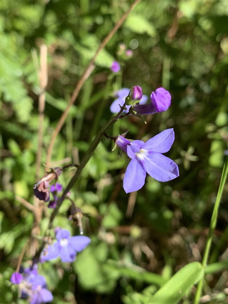 forest lobelia from Dorrigo Mountain, NSW, AU on December 18, 2021 at ...